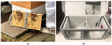 A Mini Frame And Mini Hive Used In Experiments A Two Mini Frames