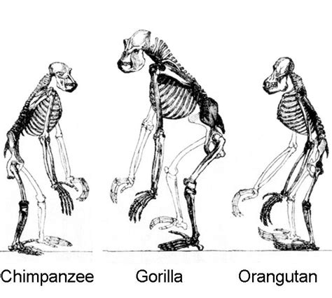 Primatology Is The Study Of The Biology Behaviour And Classification Of Nonhuman Primates