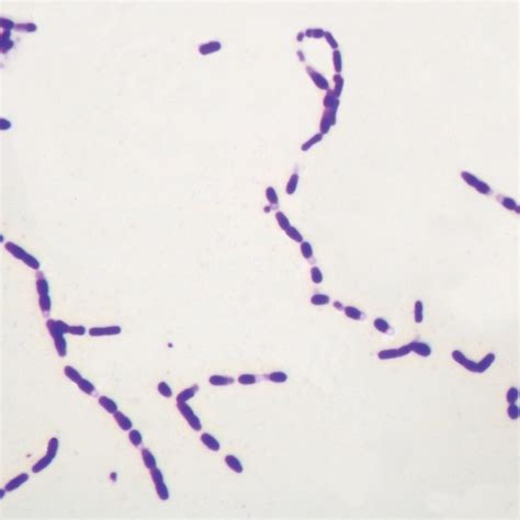 Bacterial Spores Under Microscope
