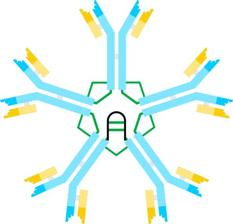 Difference Between IgG And IgM Definition Structure Function In The Immune System And