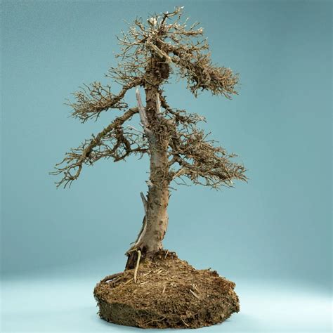 Raw Scan Dead Bonsai Tree 4 Flippednormals