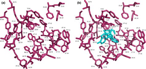 Proposed Binding Site For Human Crth2 A Front View Of The Proposed