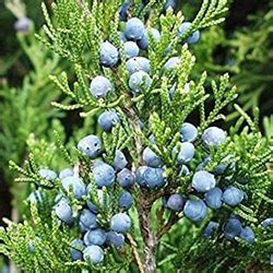 Cedar Tree Lifespan When Do They Mature EmbraceGardening EmbraceGardening