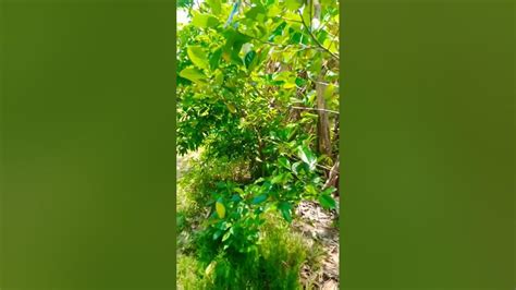 បន្លែក្បែរផ្ទះមានដូចជា ត្រសក់🥒 សណ្តែក ស្ពៃ🥬ពោត🌽🌽 និងដំណាំផ្សេងៗទៀត Youtube