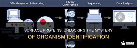Surface Proteins Unlocking The Mystery Of Organism Identification Medshun