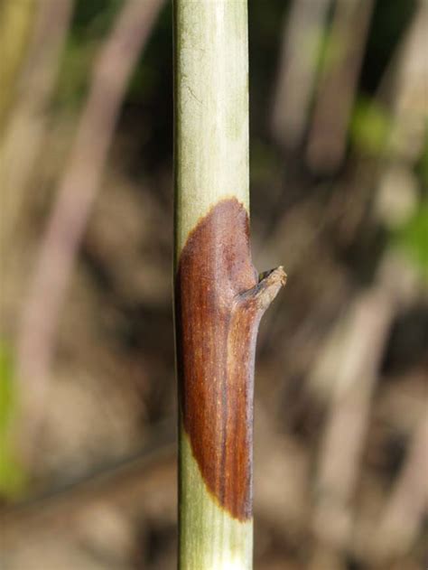 Stem Rot Wikigardener Fandom Stem Rot Wikigardener Fandom