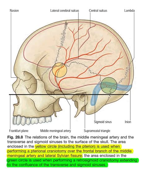 Suprameatal Triangle