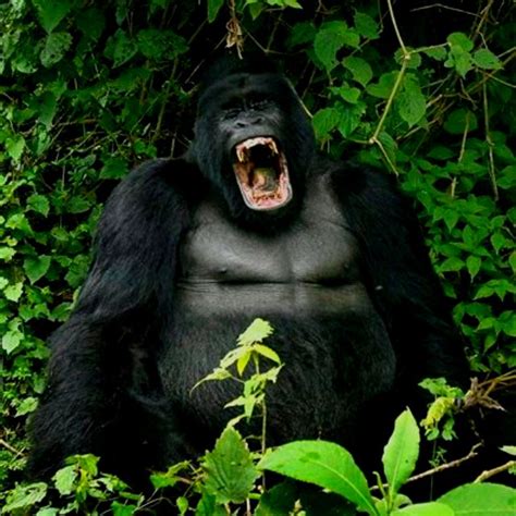 Silverback Mountain Gorilla In Its Natural Habitat Gorilla Snarling