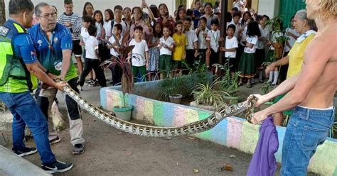 6 Foot Long Python Caught In Talamban