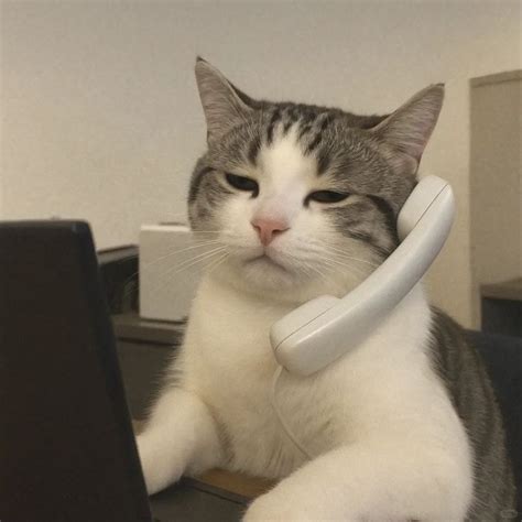 Cute Cat Funny Memes Pfp Ppf In 2025 Animal Memes Funny Cats Funny