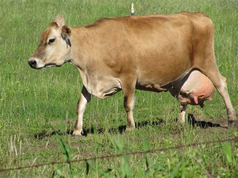 Udderly Amazing I Have Never Seen Such Gigantic Udders Th Flickr