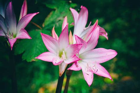 6 Different Types Of Naked Ladies Flowers Homeporio