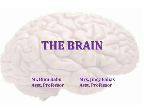 the human brain lectures brain structures parts functions ppt