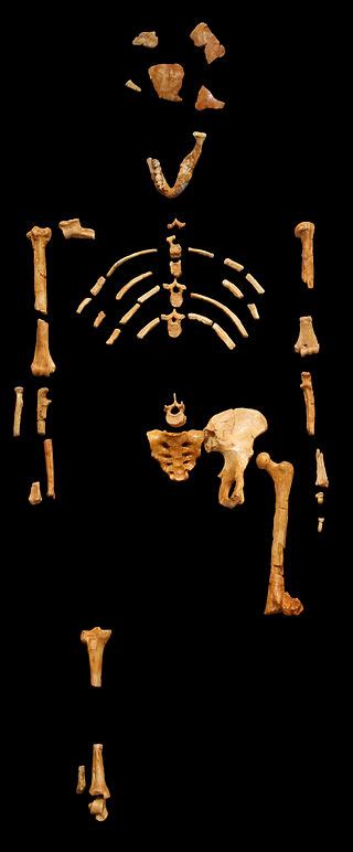 9 3 Australopithecus And Tool Use Social Sci Libretexts