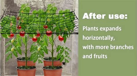 Bava 4x4 Growing Tent Trellis Netting Steel Hooks Trellis Plant Net For Grow Room Gardening