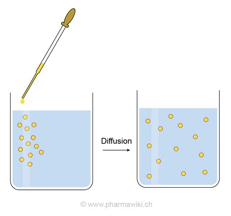 Diffusion Vs Active Transport Worksheet Prntbl