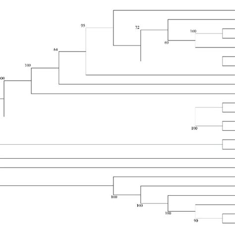 Mlsa Tree Of 24 Sequenced Moorella Strains Maximum Likelihood Trees