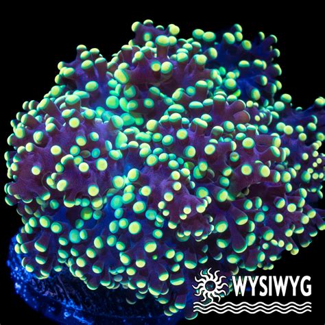 Tidal Gardens Golden Yaeyamaensis Frogspawn