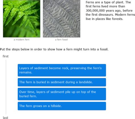 IXL Introduction To Fossils Year Science Practice