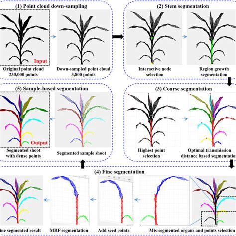 stem point cloud segmentation a seed points at the bottom and top of
