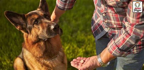 Omega 3 6 Y 9 Para Perros ¡beneficios