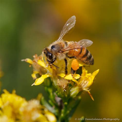 bee crop macro close up critiques nature photographers network
