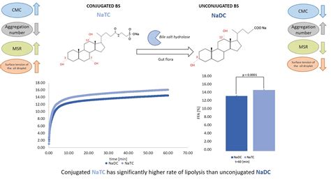 Importance Of Bile Salts At Lachlan Ricardo Blog