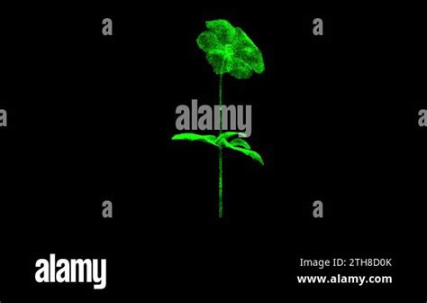 3d Flower Rotates On Black Bg Object Dissolved Green Flickering Particles 60 Fps Business