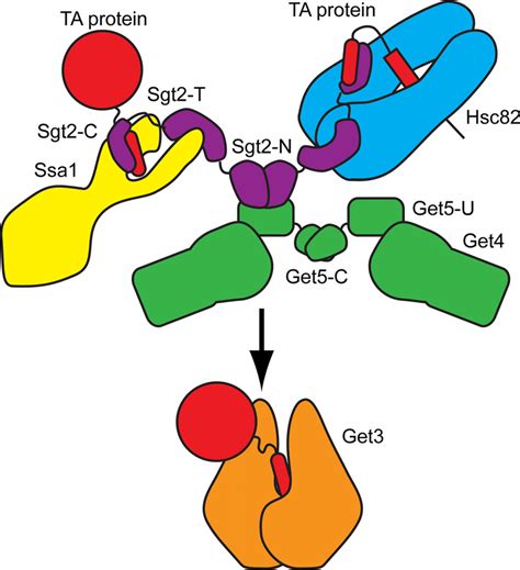 Model For The Sgt2 Get4 Get5 Hsc Complex Sgt2 Purple Is Bound To