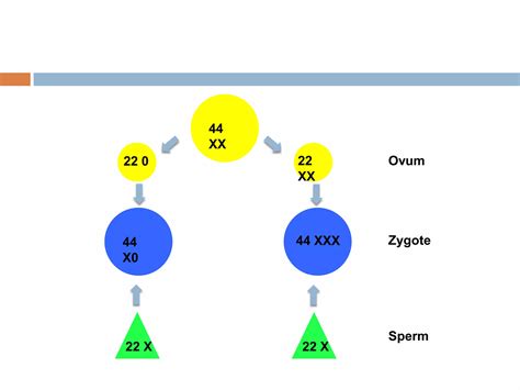 Sex Differentiation Pptx Reproductive Health Diseases And Conditions