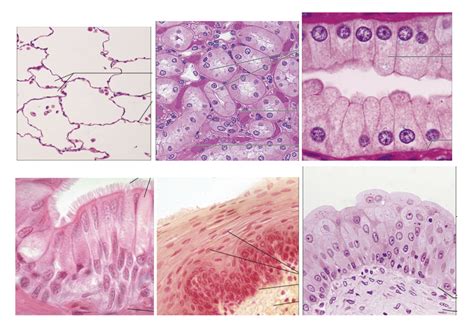 Epithelial Tissue Diagram Quizlet