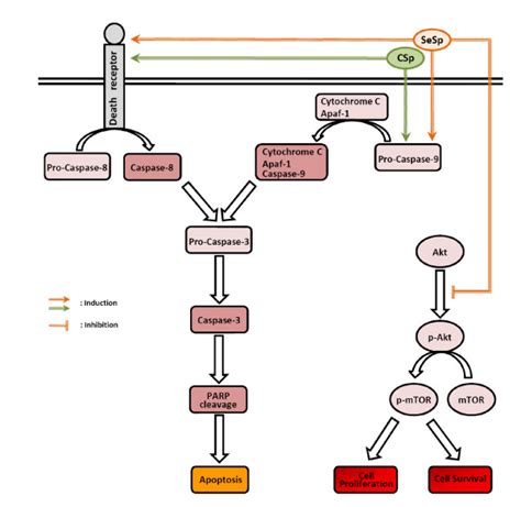 Proposed Schematic Charts Showing Various Mechanisms By Which CSp And Download Scientific