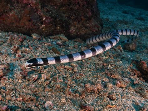 Eel Hunter The Amphibious Life Of Sea Kraits