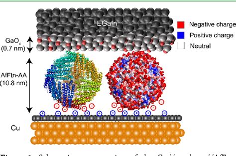 Figure 1 From Temperature Dependent Coherent Tunneling Across Graphene Ferritin Biomolecular