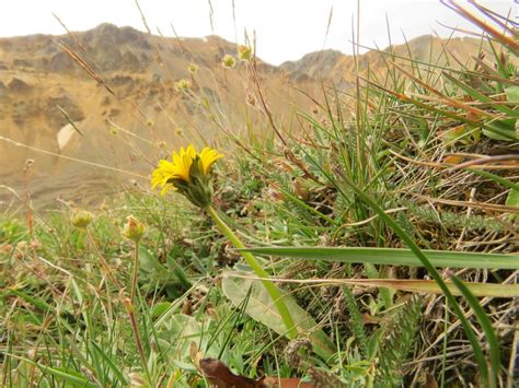 Native Dandelion Wilderness Dweller