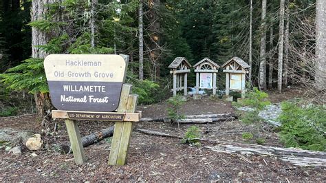 A Stroll Through Old Growth In Willamette National Forest