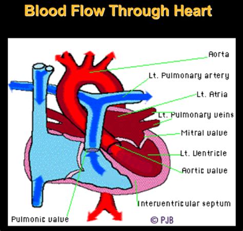 Ah3hemodynamicsfinal Flashcards Quizlet