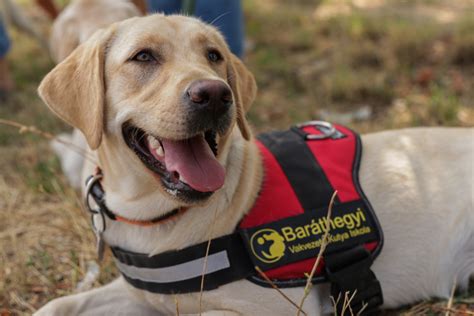 101 Guide Dogs Part One Baráthegyi Guide Dog School