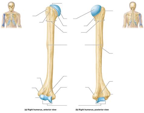Humerus Bone Quiz Labeling