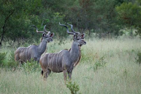 Flight Review Qantas Qf63 From Sydney To Johannesburg In Business