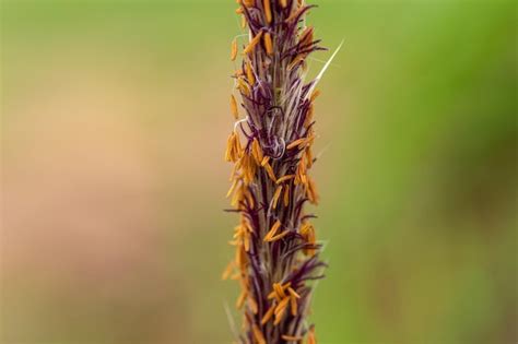 Premium Photo Timothy Grass Binomial Name Phleum Pratense Dry Seed