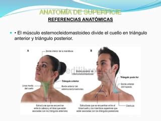 Anatomia Quirurgica Del Cuello Pptx
