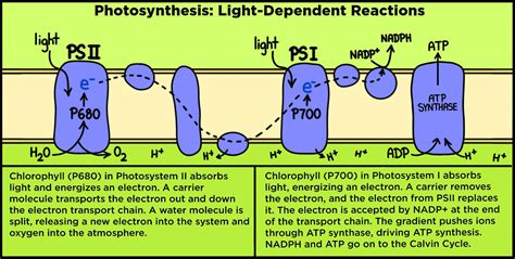 Light Dependent Circuit Diagram