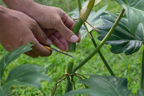How To Propagate Philodendron A Quick And Easy Guide