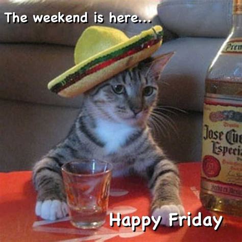 Happy Friday Funny Cat
