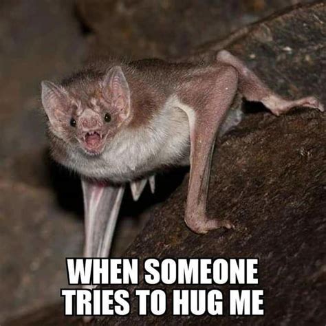 30 Funny Bat Memes And Photos Celebrating The Most Adorably Terrifying
