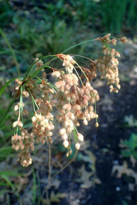 Scirpus Cyperinus Wool Grass — Wetland Plants Inc