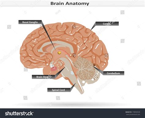 Brain Anatomy Basal Ganglia Cortex Brain Stock Vector Royalty Free 178950539 Shutterstock