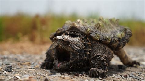 Are Humas Predators Of The Common Snapping Turtle