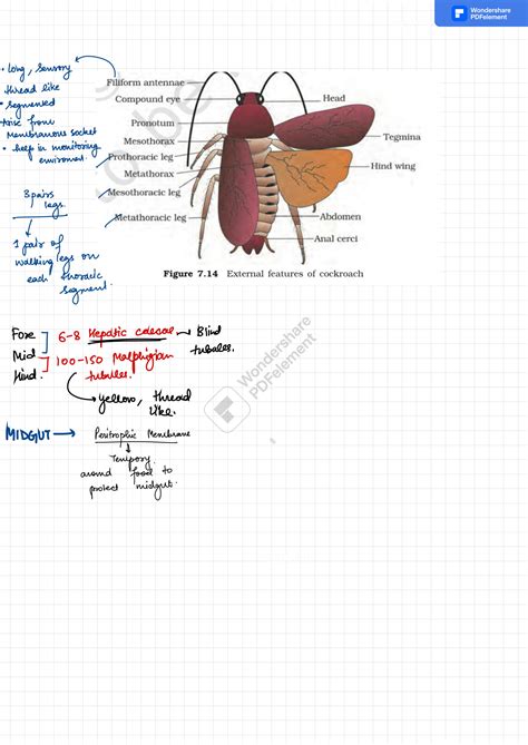 Solution Cockroach Flowchartneet Studypool